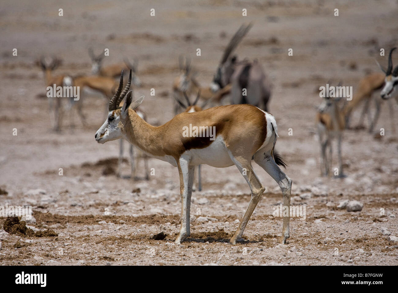 Springbok with oryx in background Stock Photo - Alamy