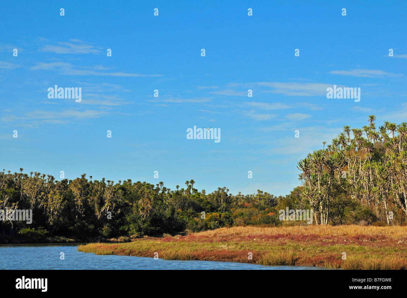 A blue sky, euphorbia forest 'moonscape', along the Kariega River ...