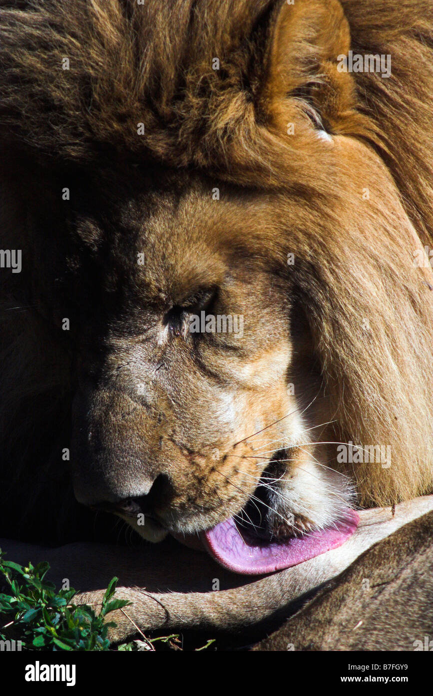 A lion cleans himself at the New Orleans Audubon Zoo Stock Photo - Alamy