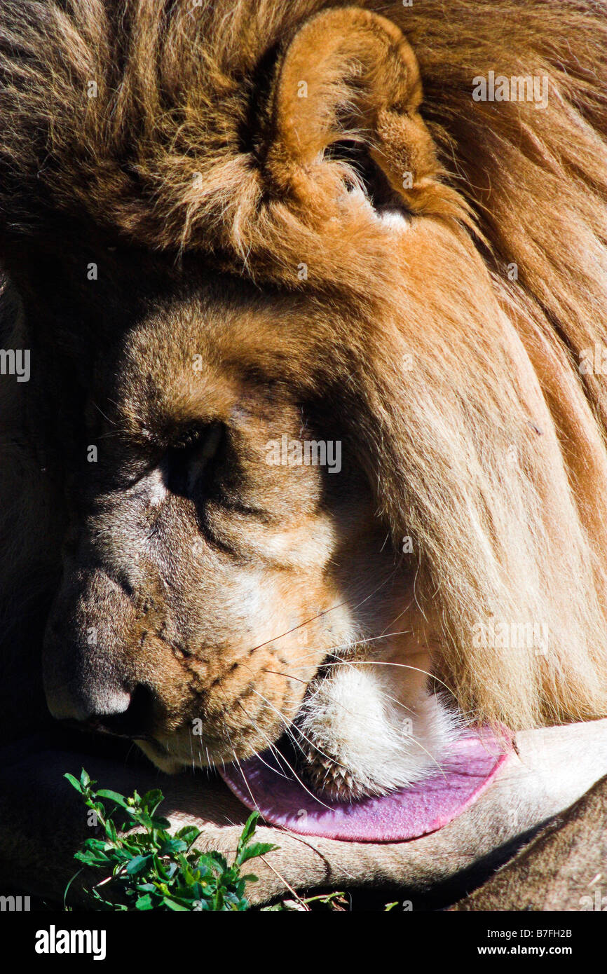 A lion cleans himself at the New Orleans Audubon Zoo Stock Photo - Alamy