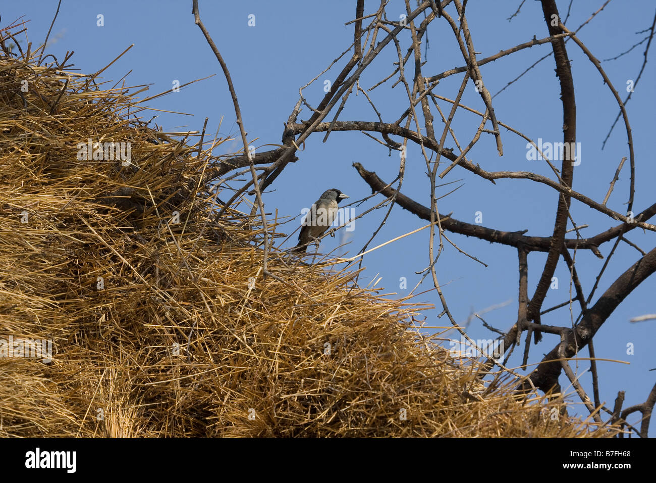 Sociable weaver bird at nest Stock Photo - Alamy