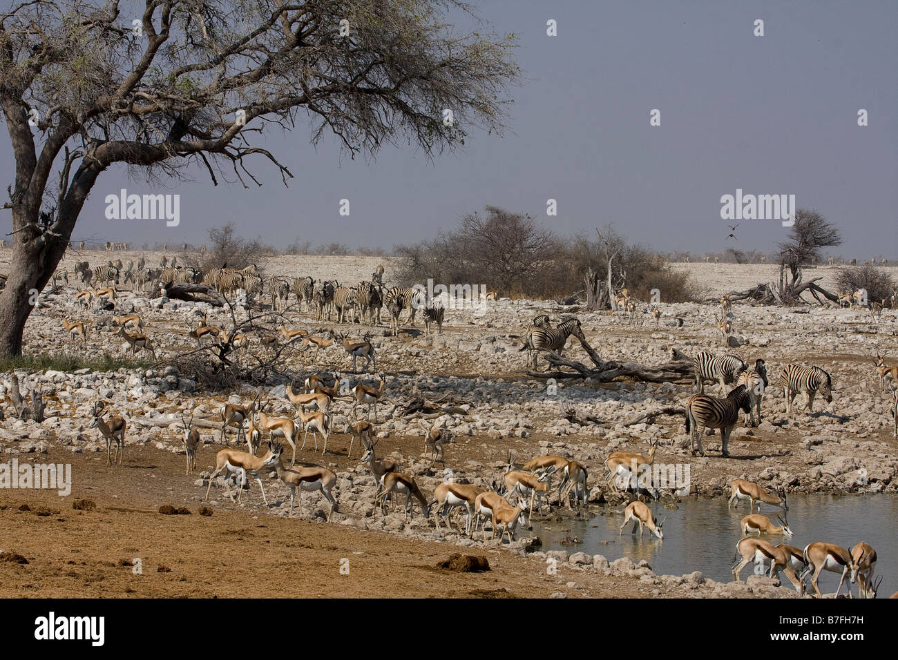 Springbok and zebra hi-res stock photography and images - Alamy