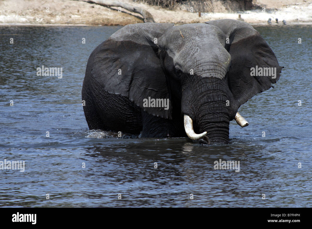 One elephant hi-res stock photography and images - Alamy