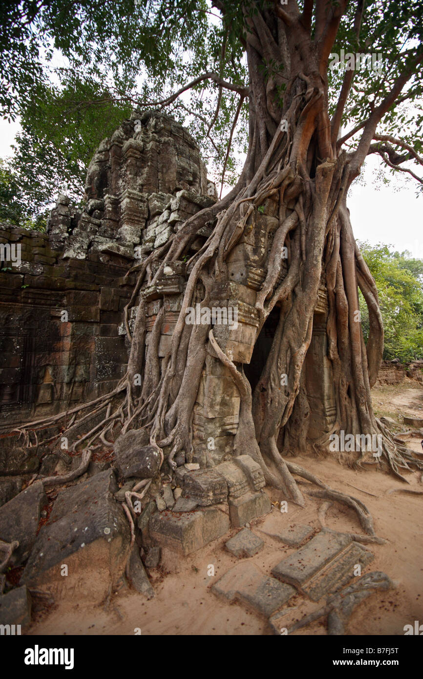 Tree growing over temple entrance Stock Photo - Alamy
