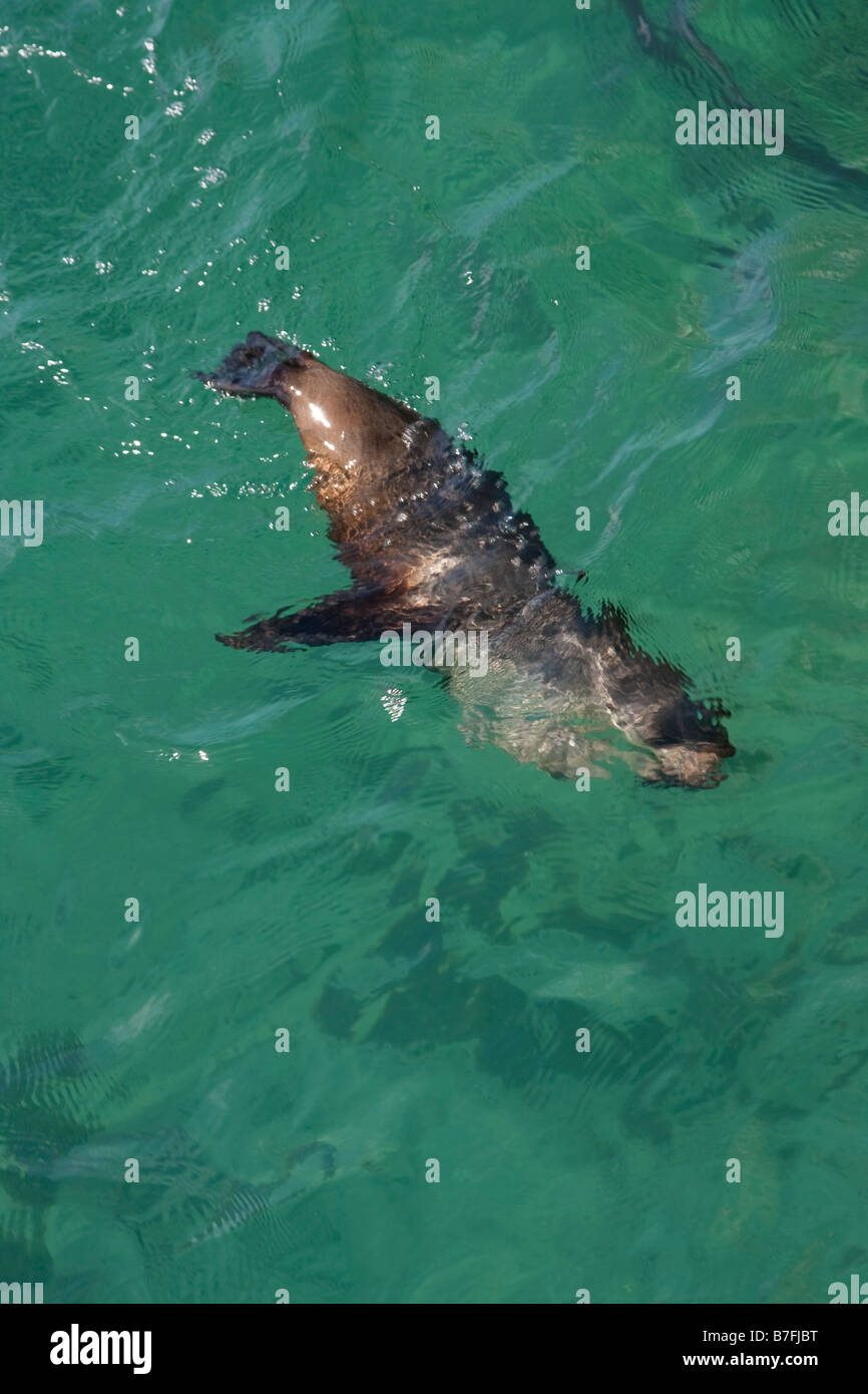 Juvenile Australian brown fur seal swimming under the Rye pier. Rye ...