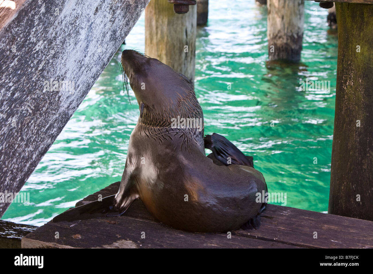 Juvenile Australian brown fur seal reclining on the Rye pier. Rye ...