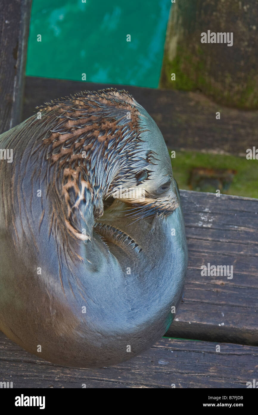 Rye pier hi-res stock photography and images - Alamy