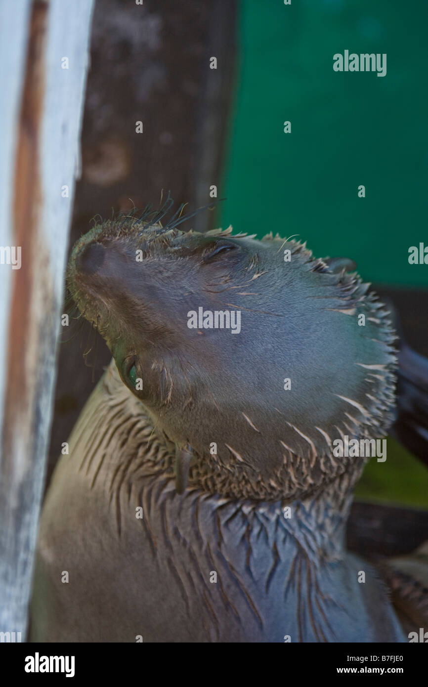 Juvenile Australian brown fur seal reclining on the Rye pier. Rye ...
