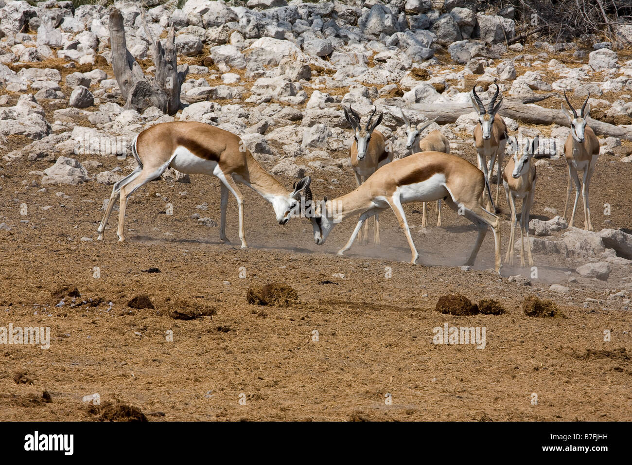 Springbok fighting hi-res stock photography and images - Alamy