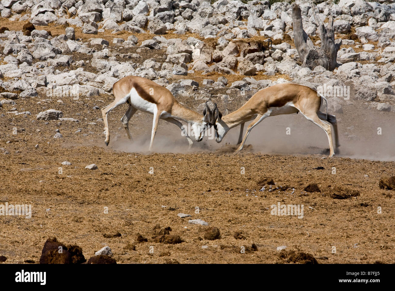 Springbok rivalry hi-res stock photography and images - Alamy
