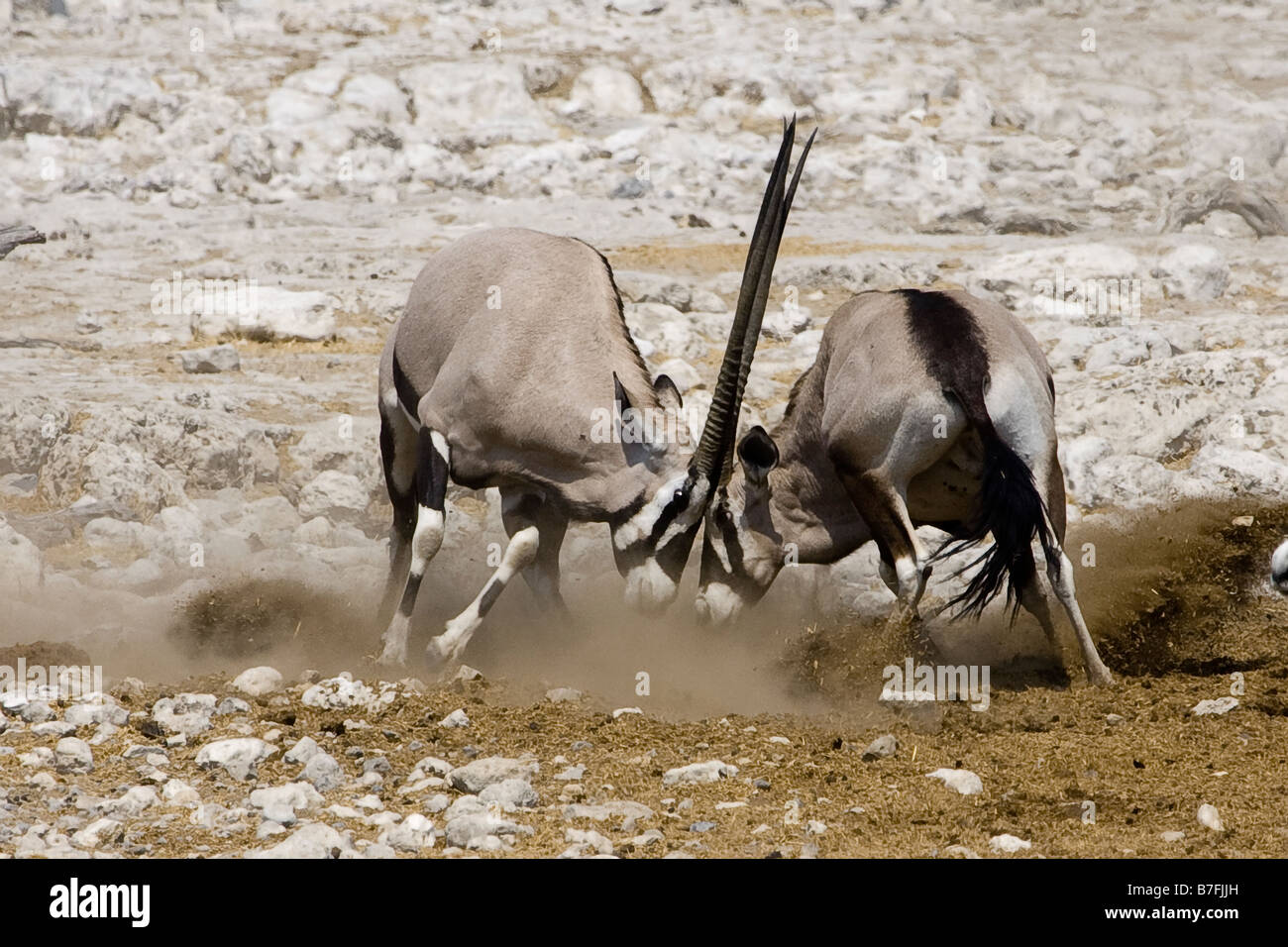 male oryx fighting etosha Stock Photo - Alamy