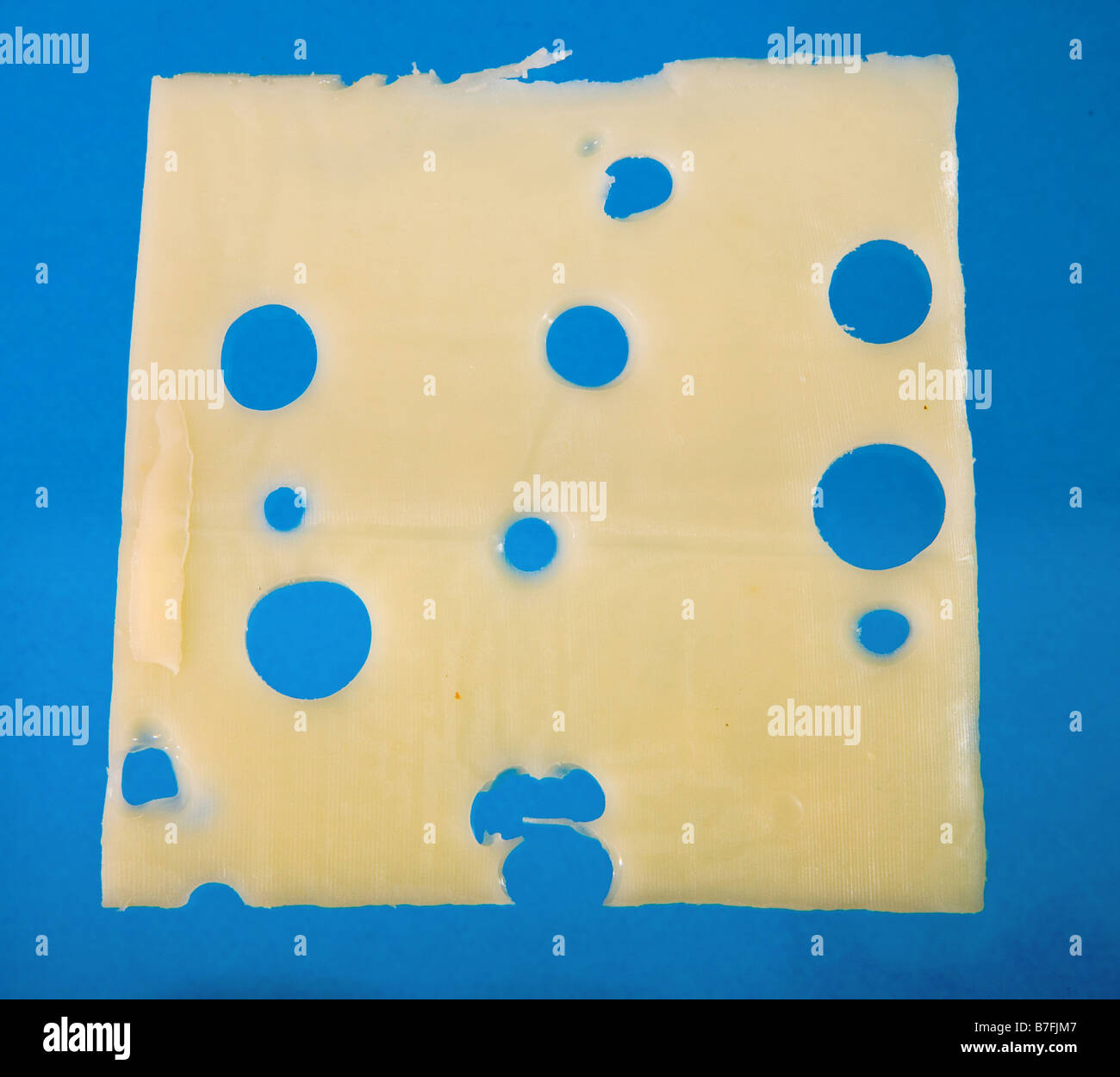 Four inch square slice of Swiss cheese rests on blue background Model ...