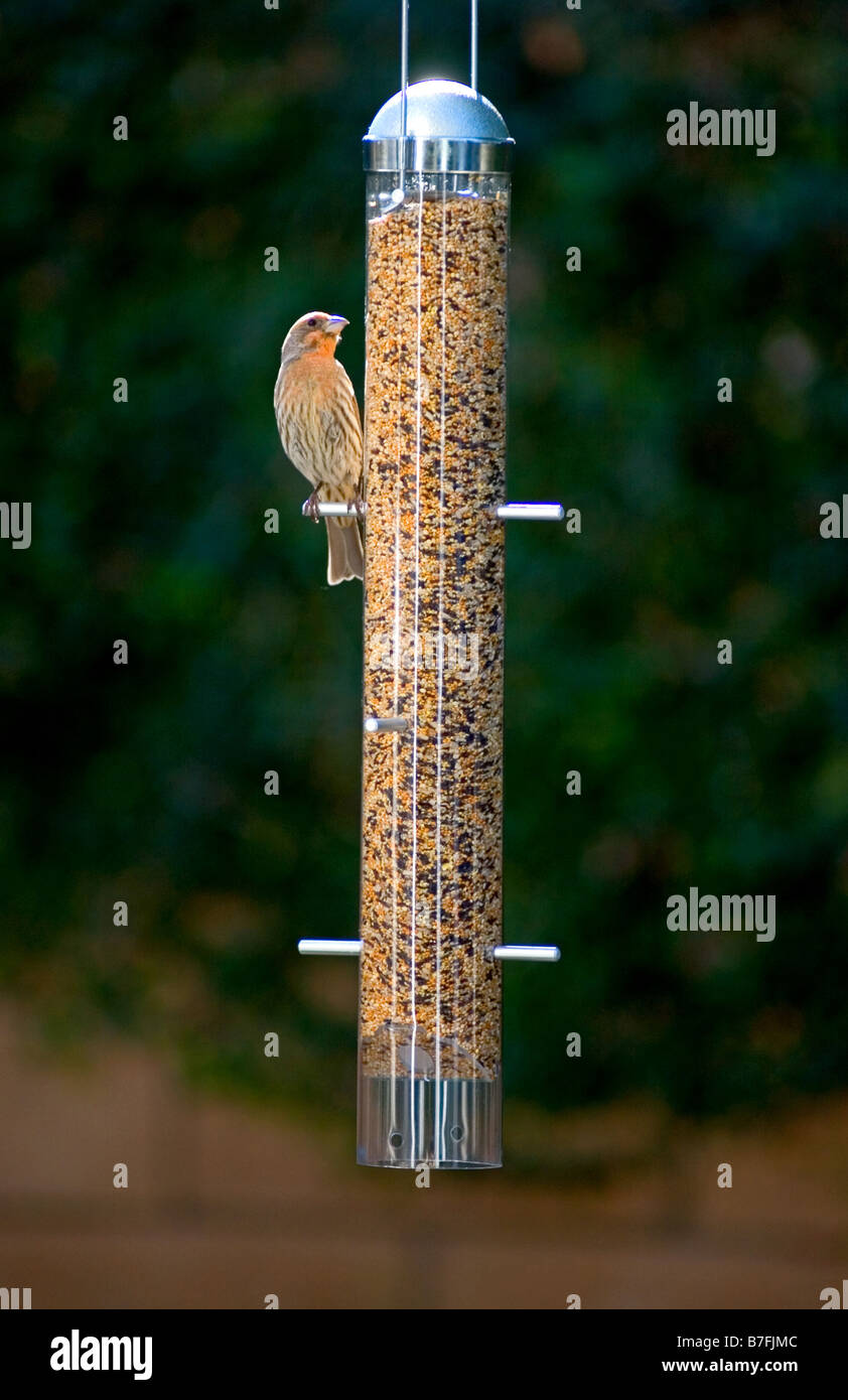 Cylinder shaped plastic bird feeder has visit from Southern California ...