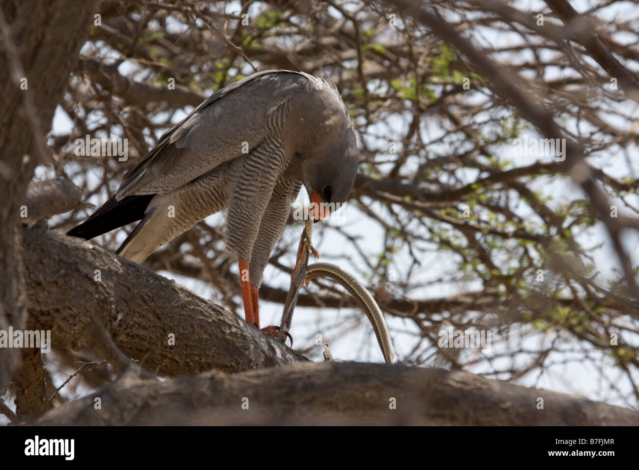 Snake eating bird hi-res stock photography and images - Alamy