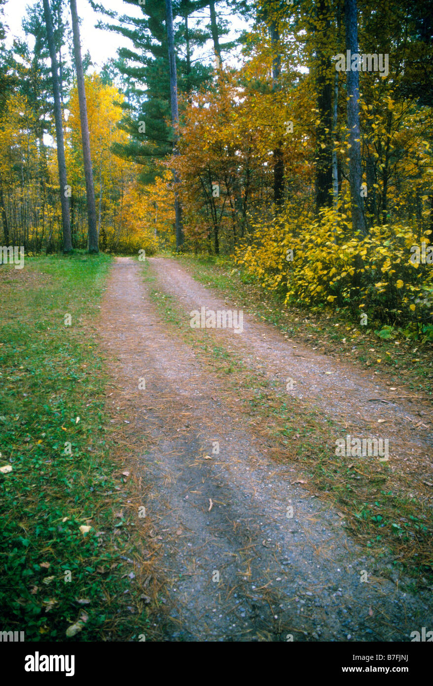 Fall foliage colors decorate dirt road through forest Stock Photo - Alamy