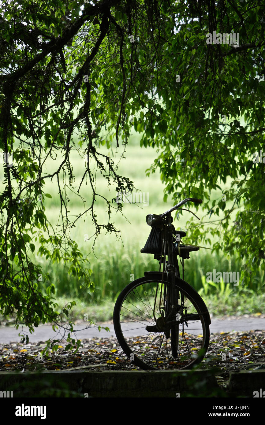 Bicycle at rice paddy Stock Photo - Alamy