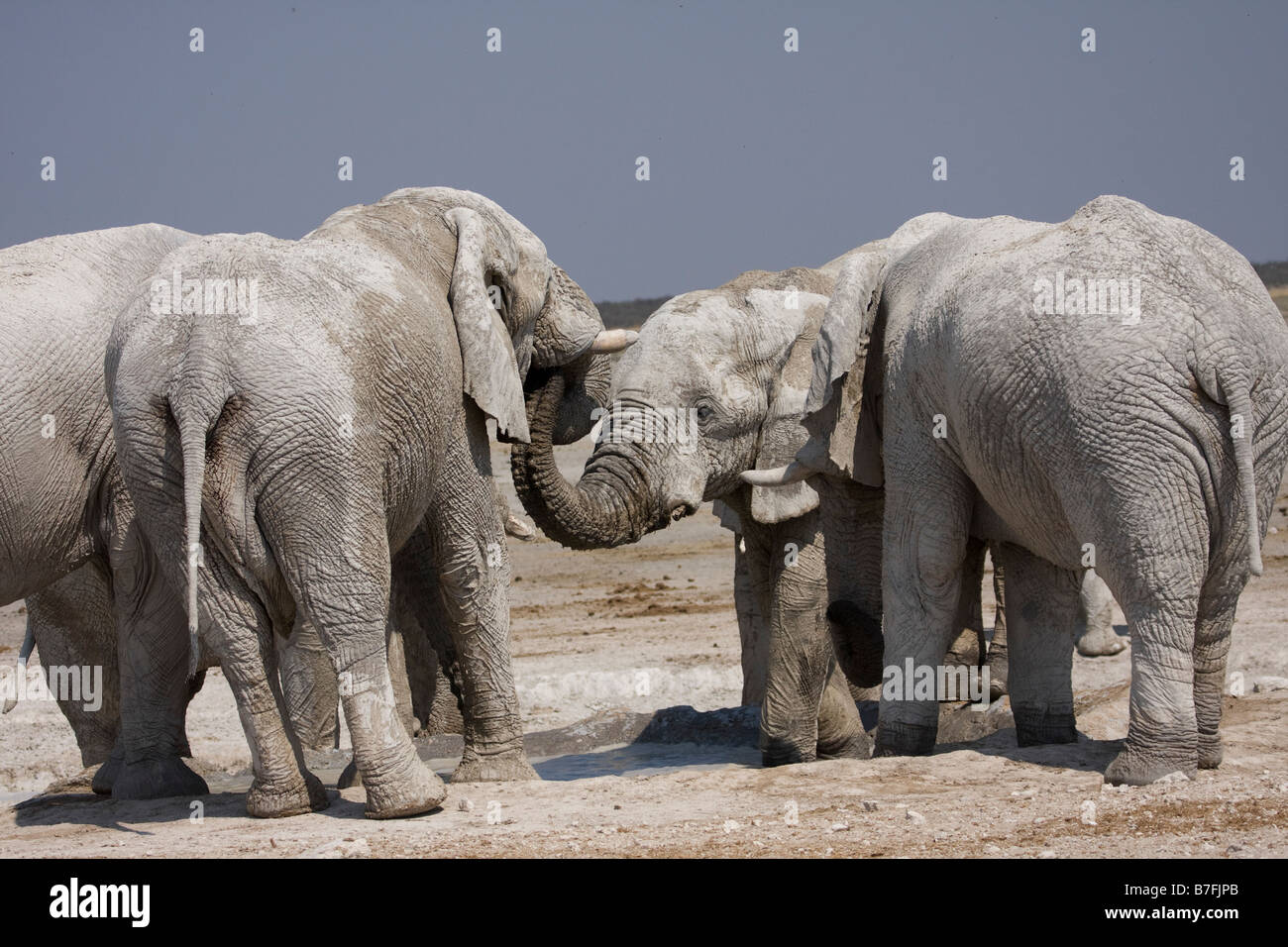 Elephants touching trunks hi-res stock photography and images - Alamy