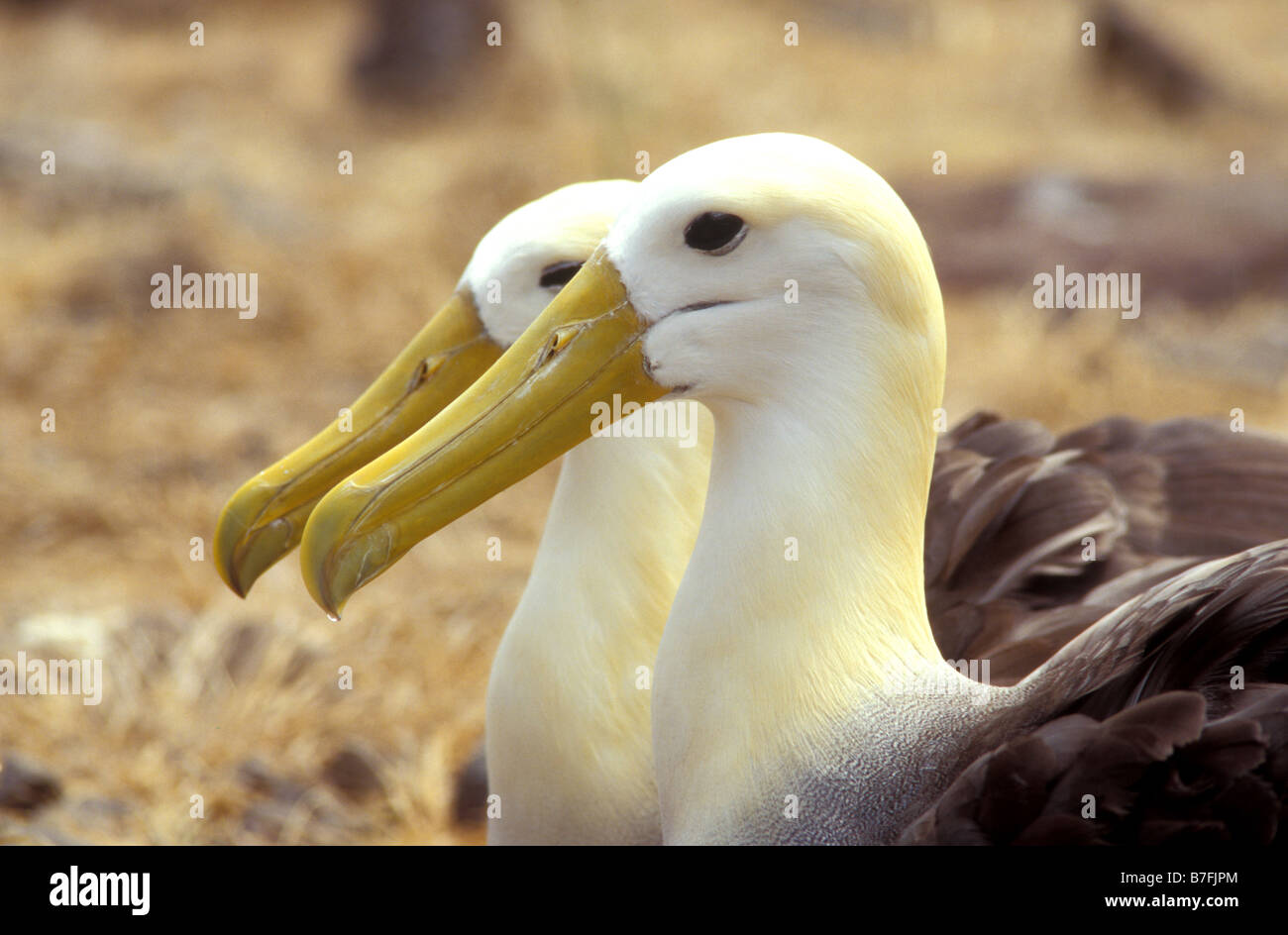 nesting albatros hood island galapagos ecuador Stock Photo - Alamy