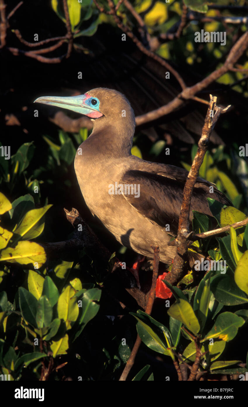 red footed booby galapagos ecuador Stock Photo - Alamy