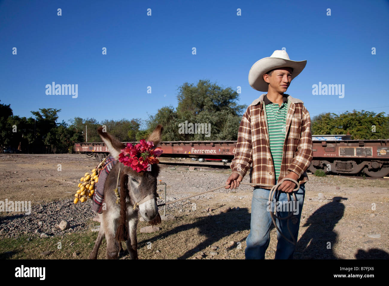 Donkey Burro El Fuerte Sinaloa Mexico Stock Photo - Alamy