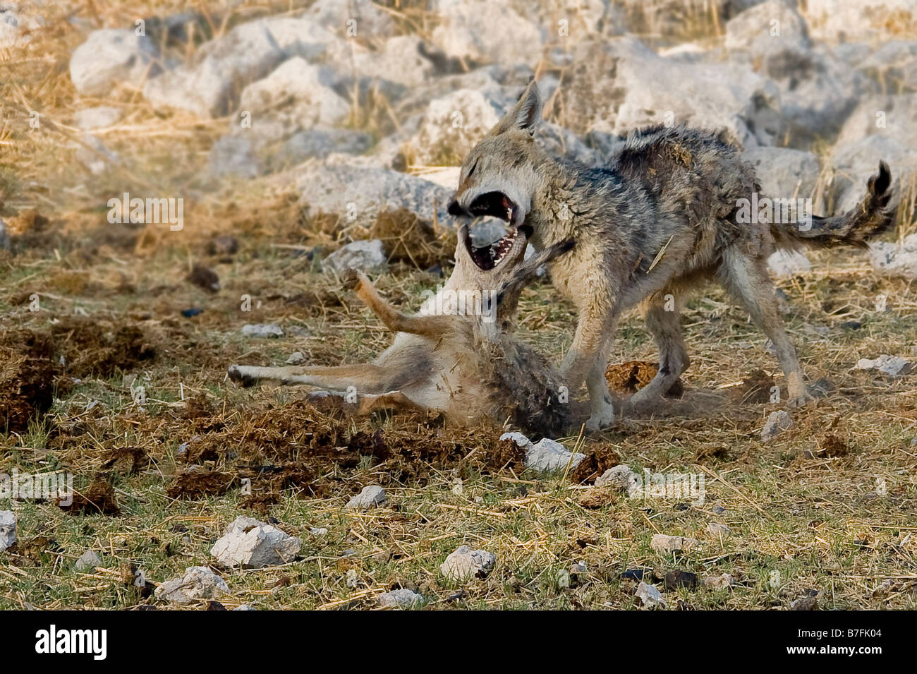 Black backed jackal teeth hi-res stock photography and images - Alamy