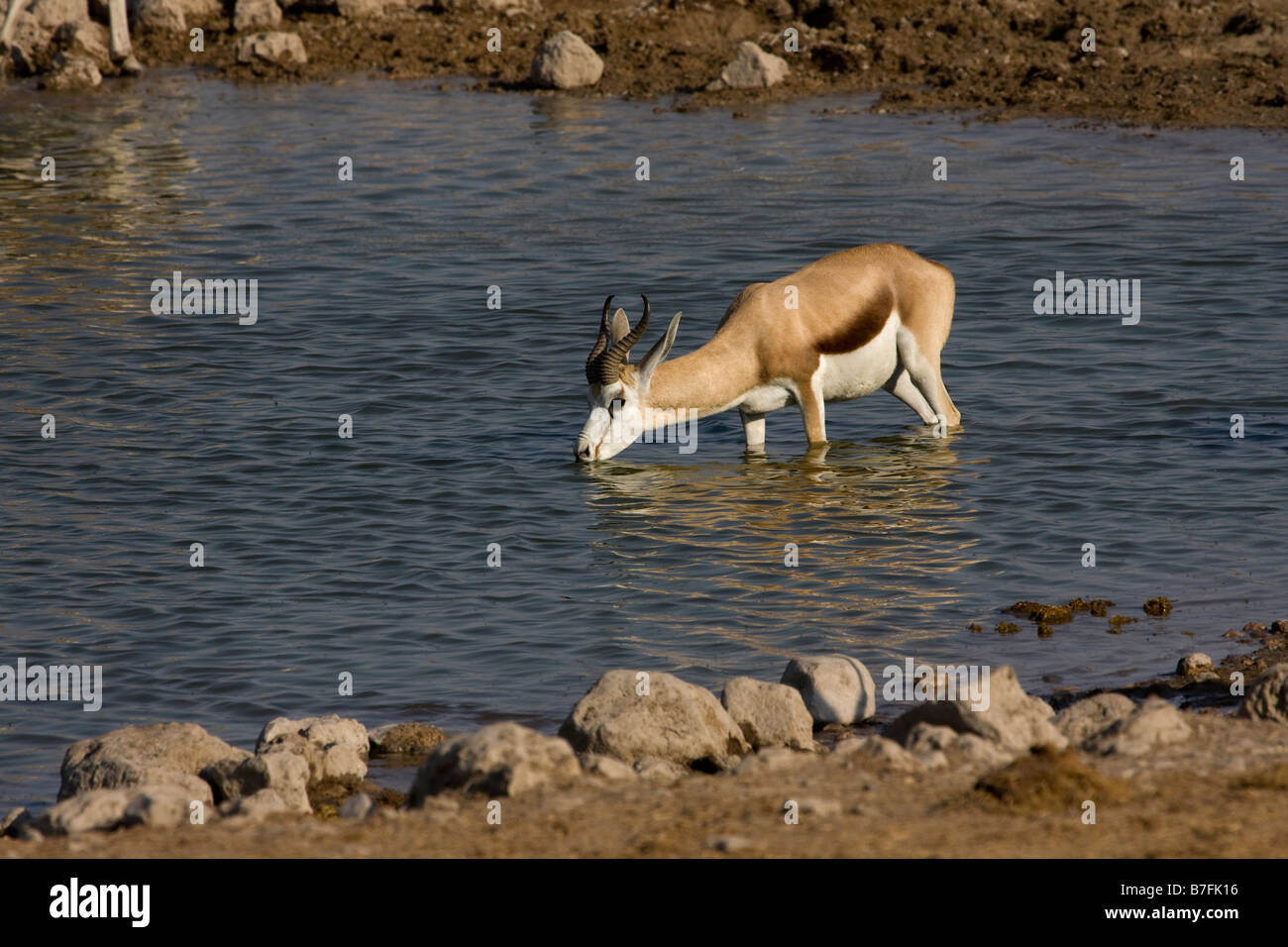 Springbok drinking water hi-res stock photography and images - Alamy