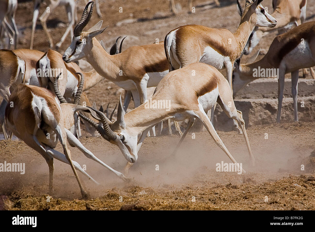 Springbok fighting hi-res stock photography and images - Alamy