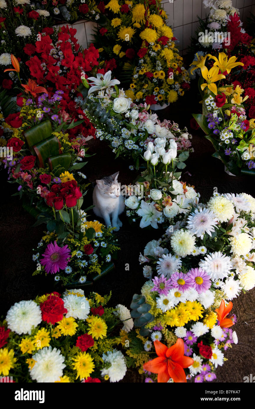 Flower Market Mazatlan Sinaloa Mexico cat Stock Photo - Alamy