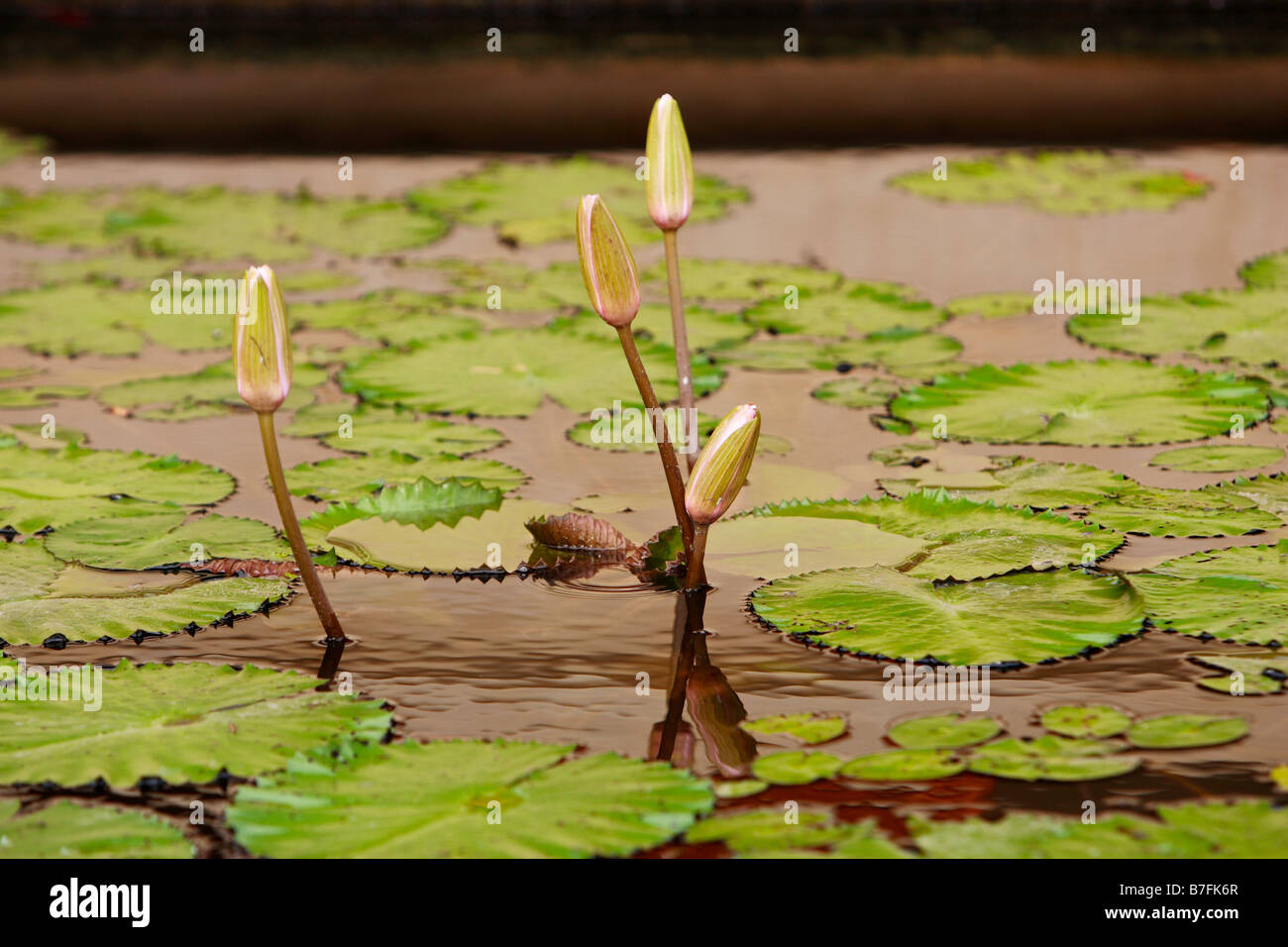 Sprouting lotus flower plants Stock Photo - Alamy
