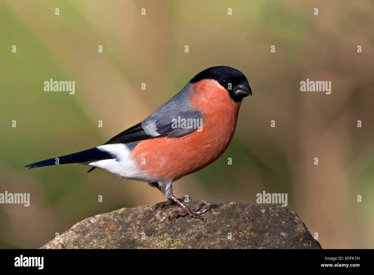 Bullfinch adult hi-res stock photography and images - Alamy