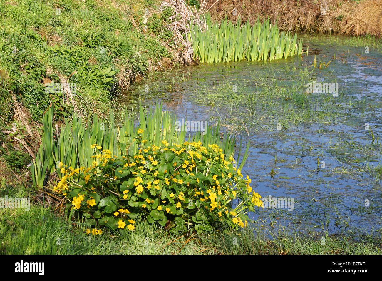 Pond habitat hi-res stock photography and images - Alamy