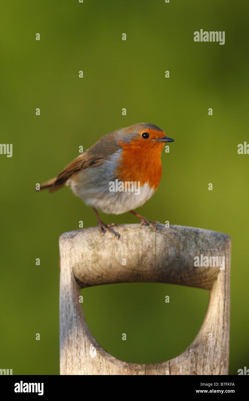 Robin on fork hi-res stock photography and images - Alamy