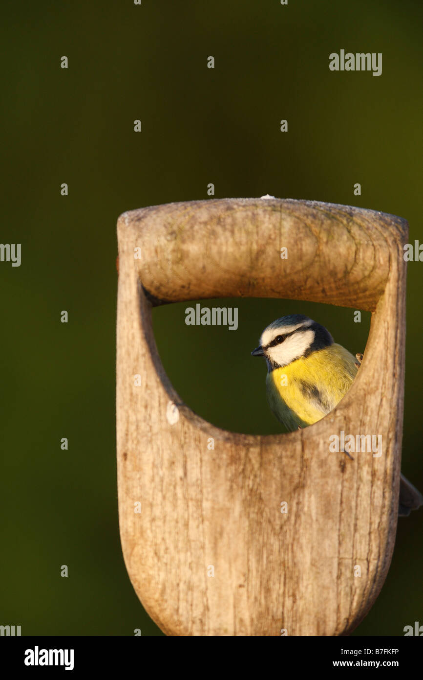 Parus caeruleus blue tit looking through fork handle Stock Photo - Alamy