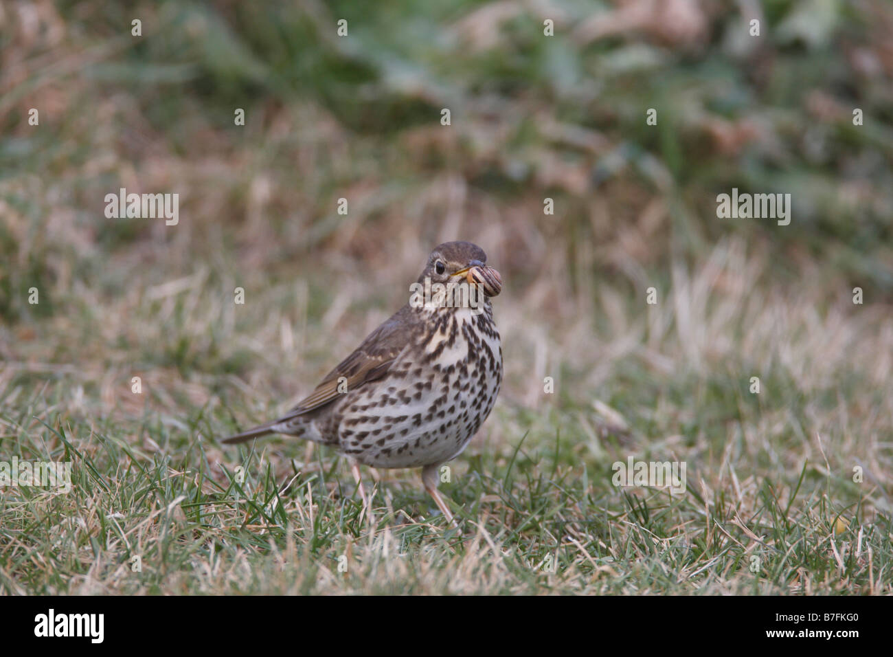 Snail in beak hi-res stock photography and images - Alamy