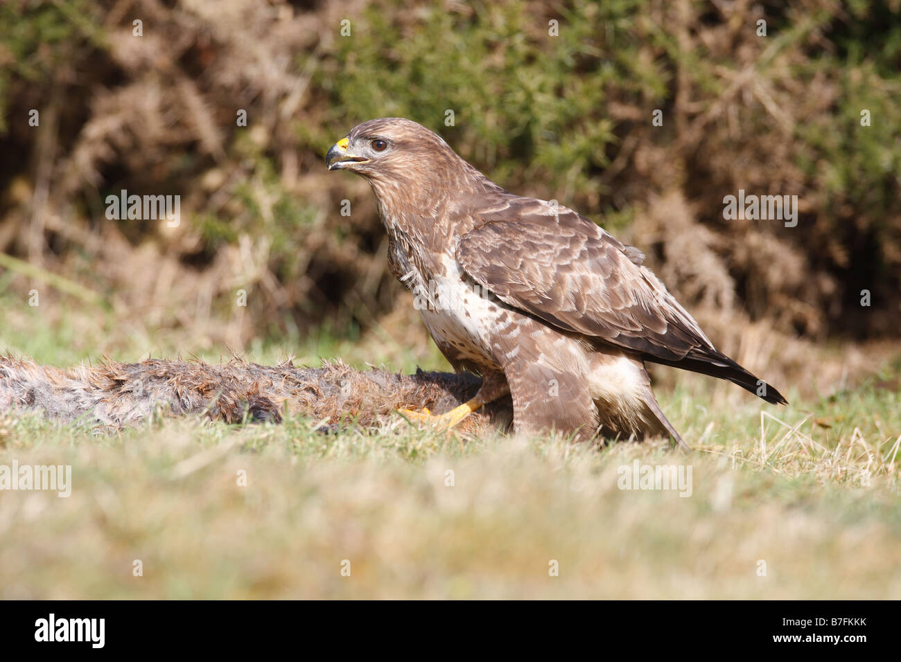 Dead fox hi-res stock photography and images - Alamy