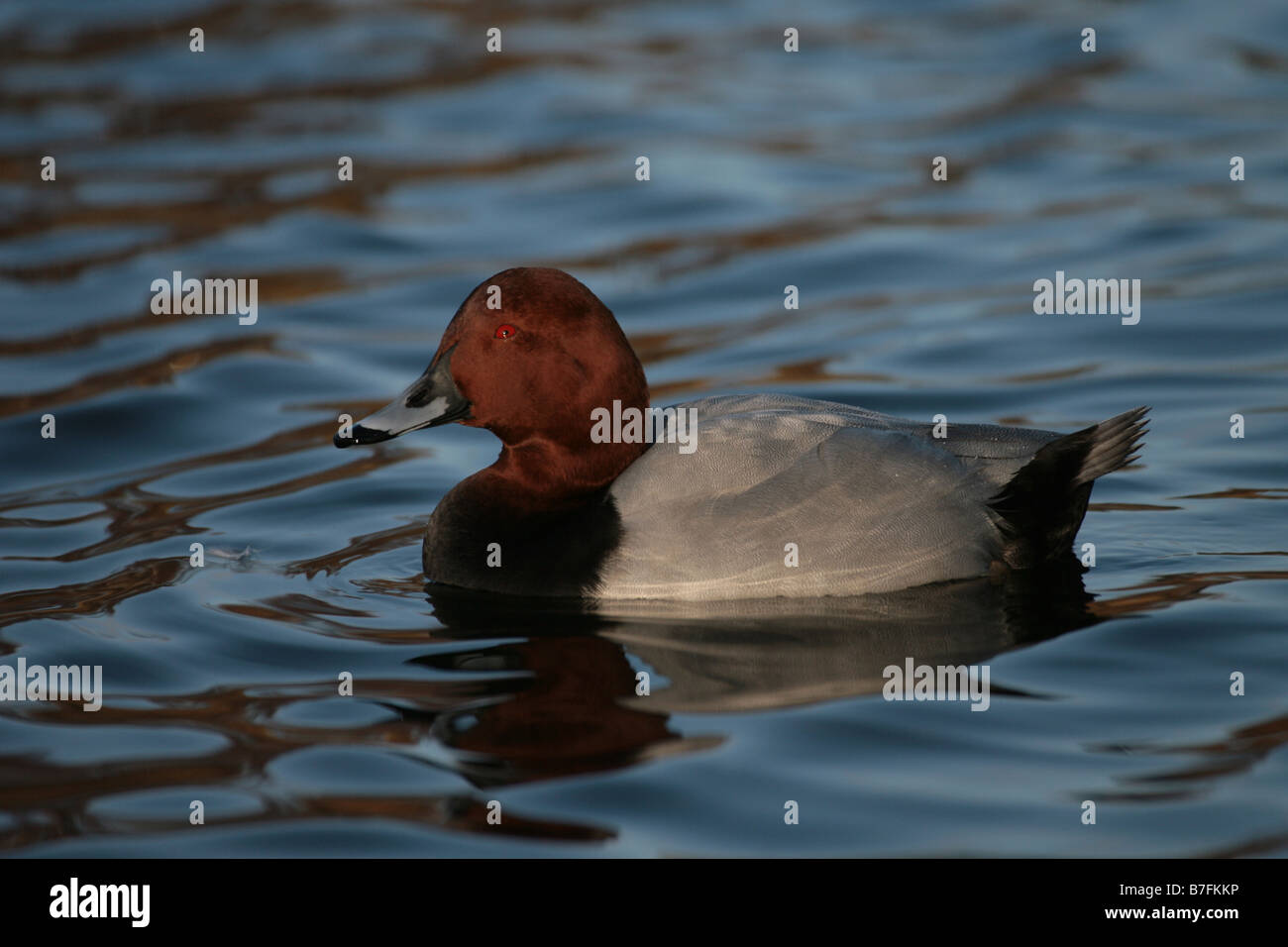 Male Pochard duck Aythya ferina Stock Photo - Alamy