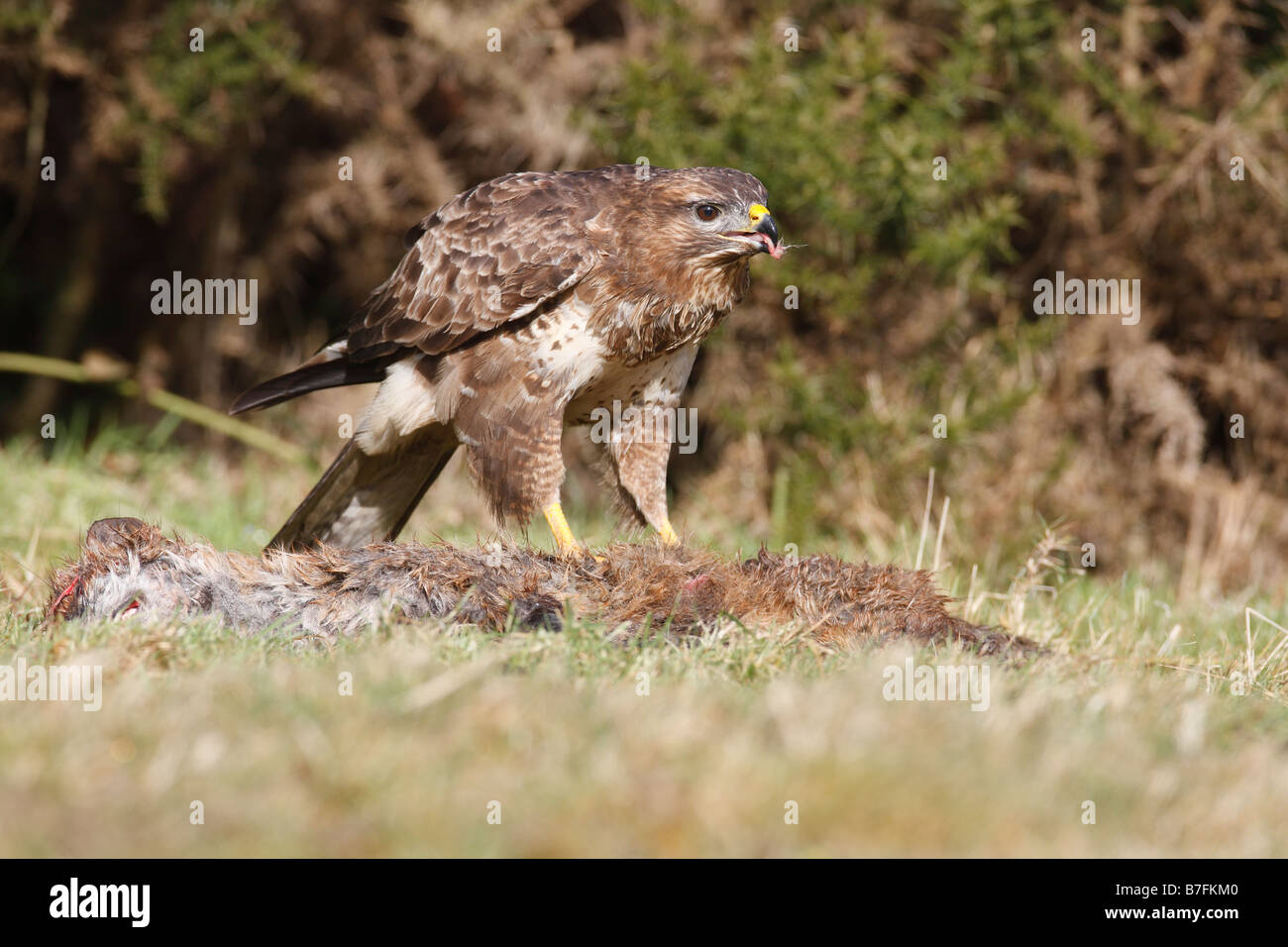 Buzzard feeding hi-res stock photography and images - Alamy