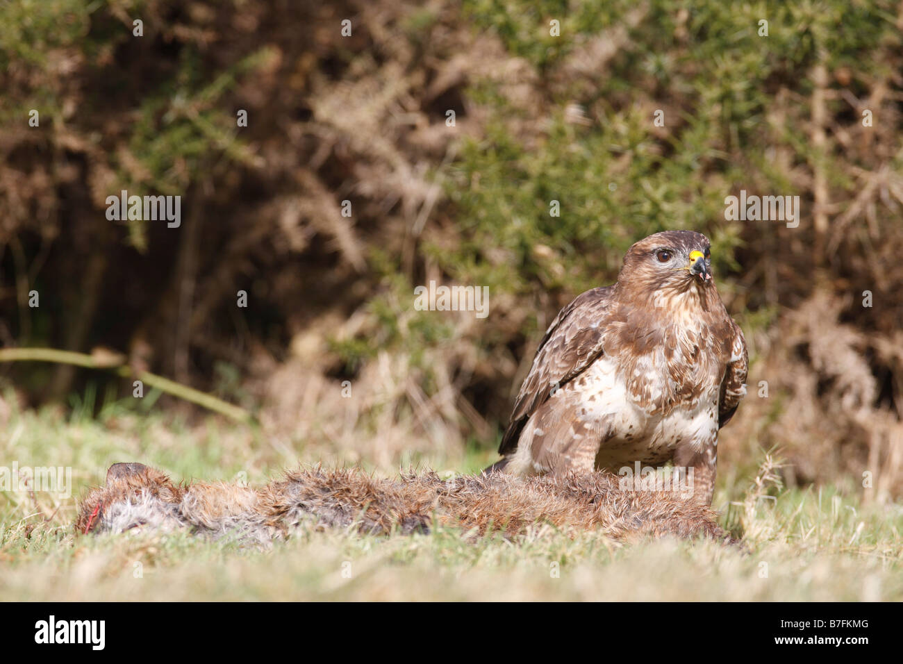 Buzzard feeding hi-res stock photography and images - Alamy