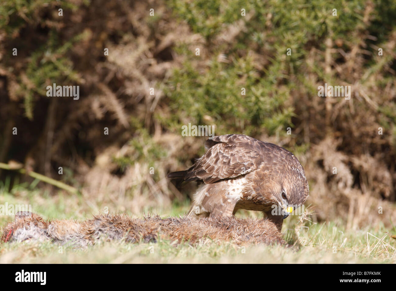 Buzzard feeding hi-res stock photography and images - Alamy