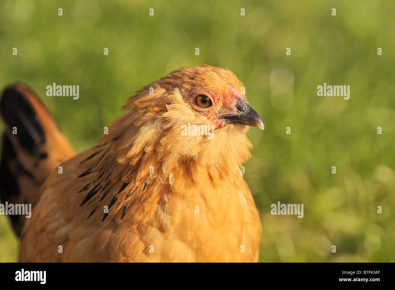 Belgian bantam hi-res stock photography and images - Alamy