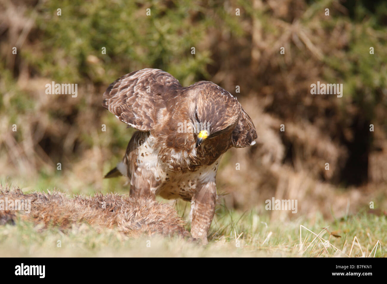 BUZZARD Buteo buteo FEEDING ON DEAD FOX Stock Photo - Alamy