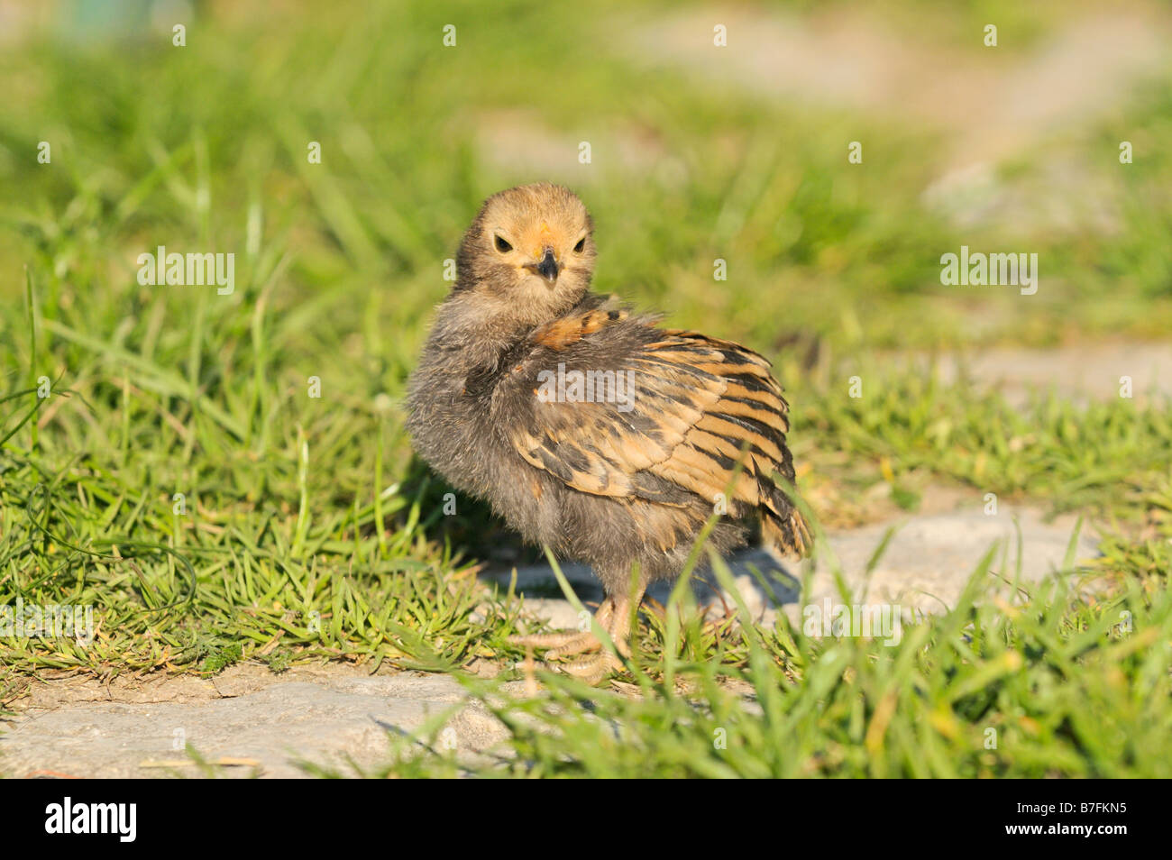 Belgian bantam chick Stock Photo - Alamy