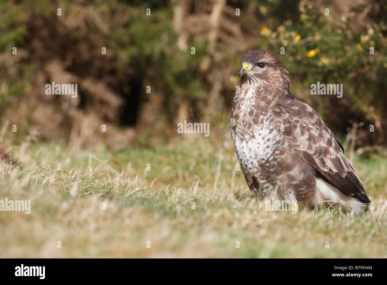 Buzzard perching hi-res stock photography and images - Alamy