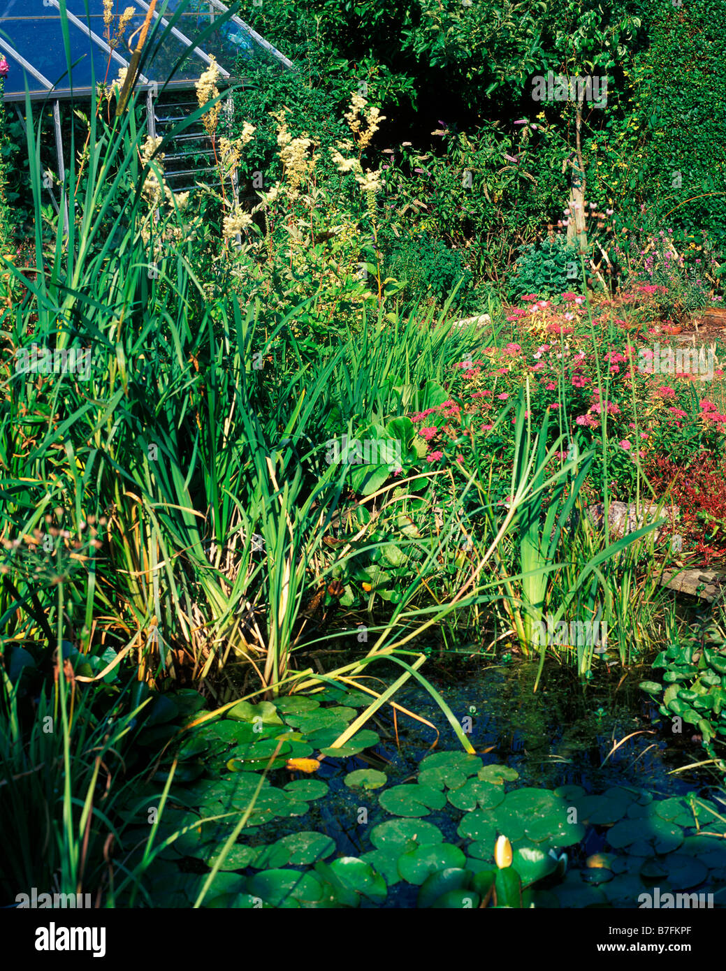 Boggy garden pond hi-res stock photography and images - Alamy