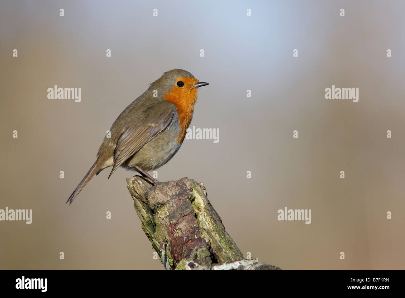 Alert robin hi-res stock photography and images - Alamy