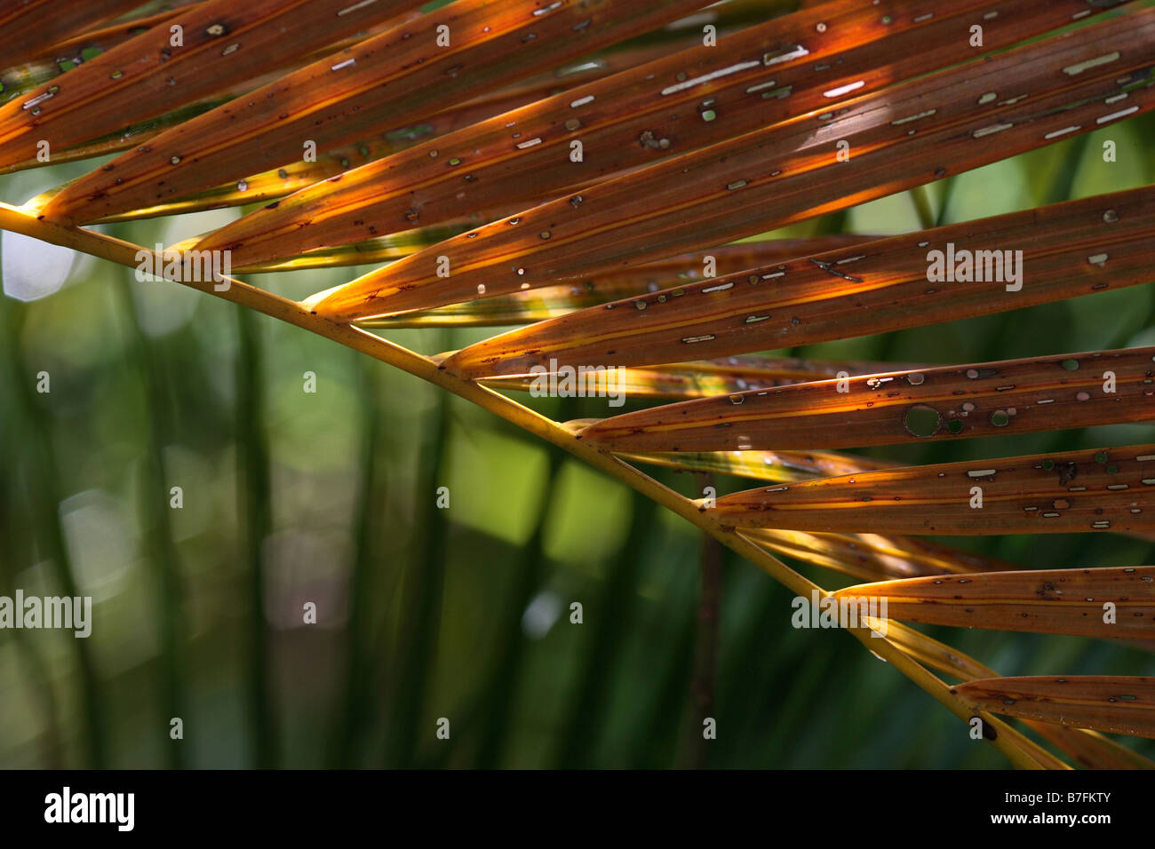 Sunlight decaying palm branch Stock Photo - Alamy