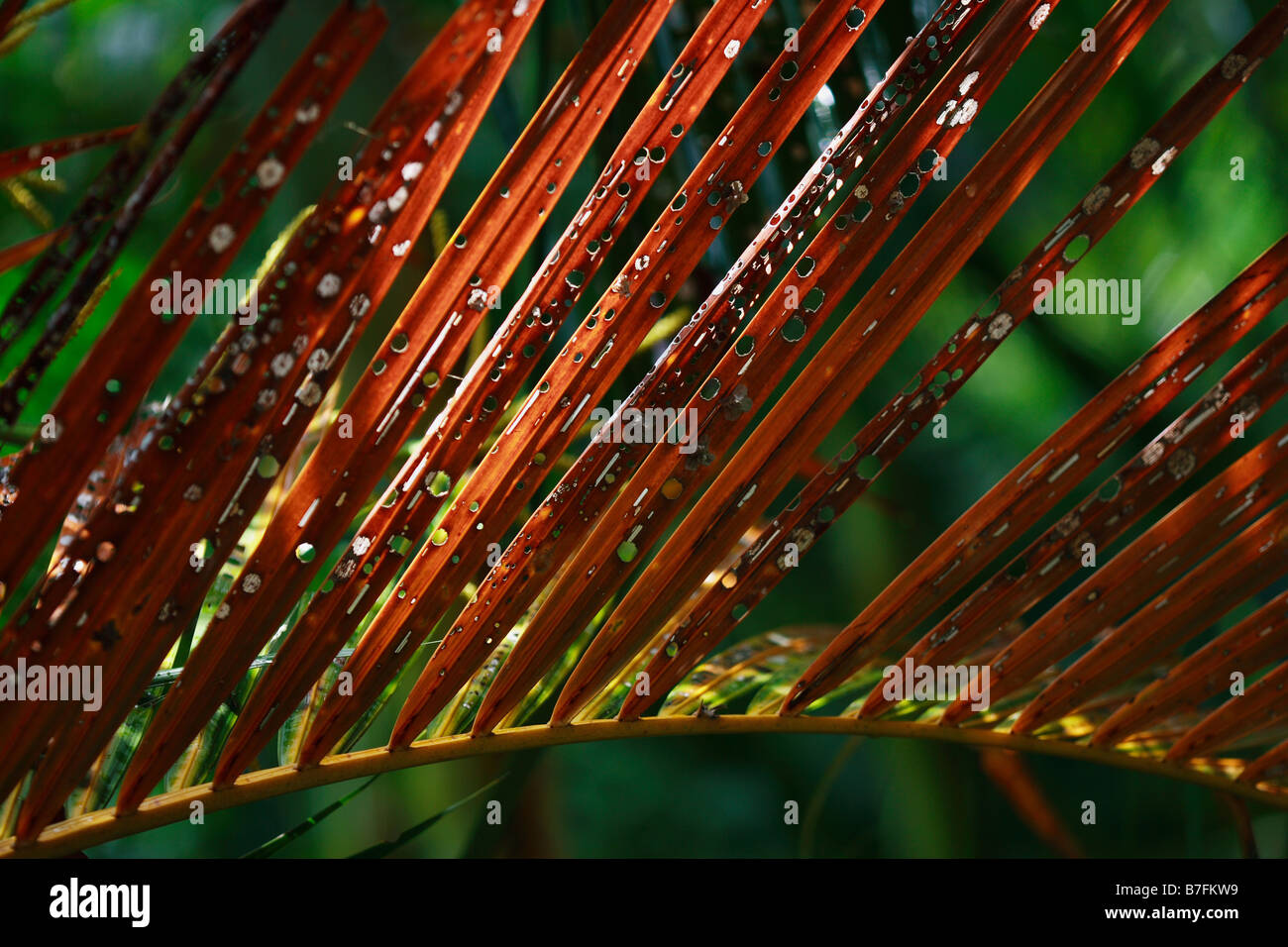 Sunlight decaying palm branch Stock Photo - Alamy