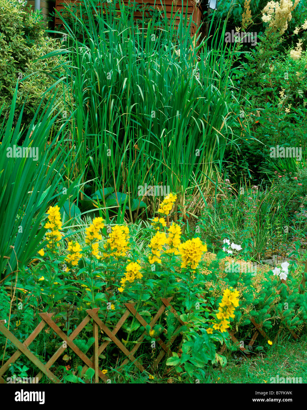 WILDLIFE POND IN SUMMER WITH MARGINAL PLANTS Stock Photo - Alamy