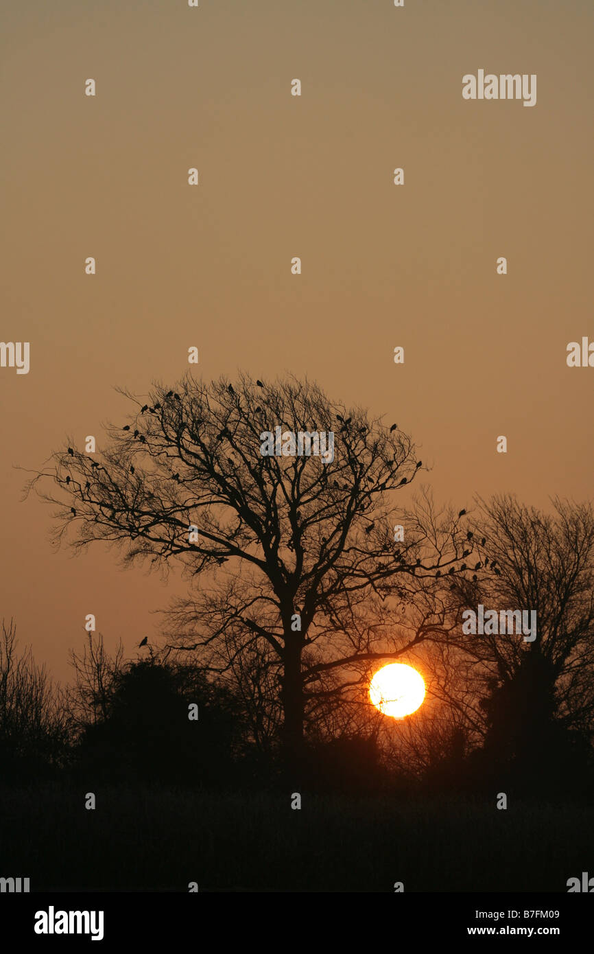 Tree at sunrise Stock Photo - Alamy