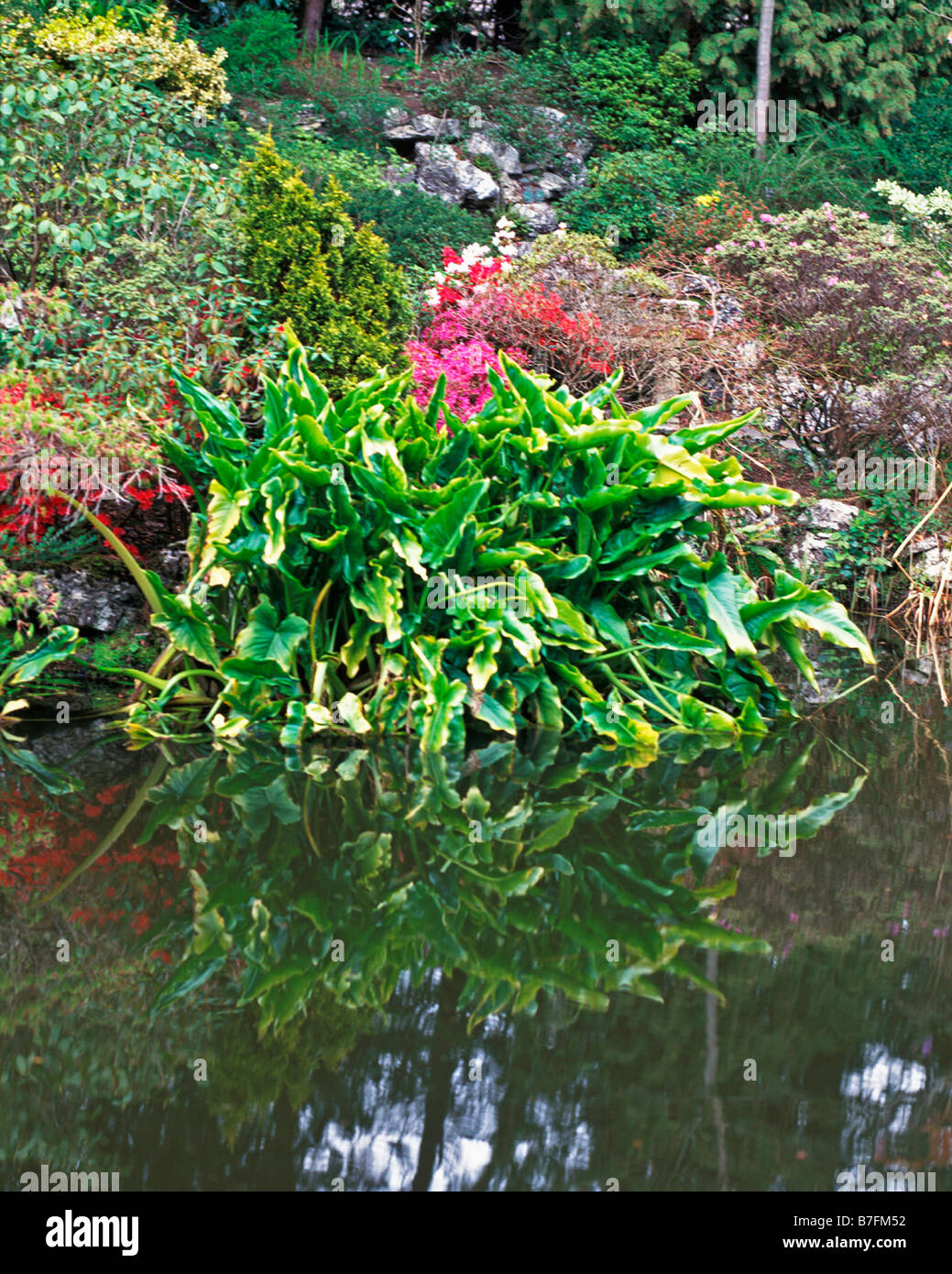 ROCK AND WATER GARDEN IN SPRING Stock Photo - Alamy